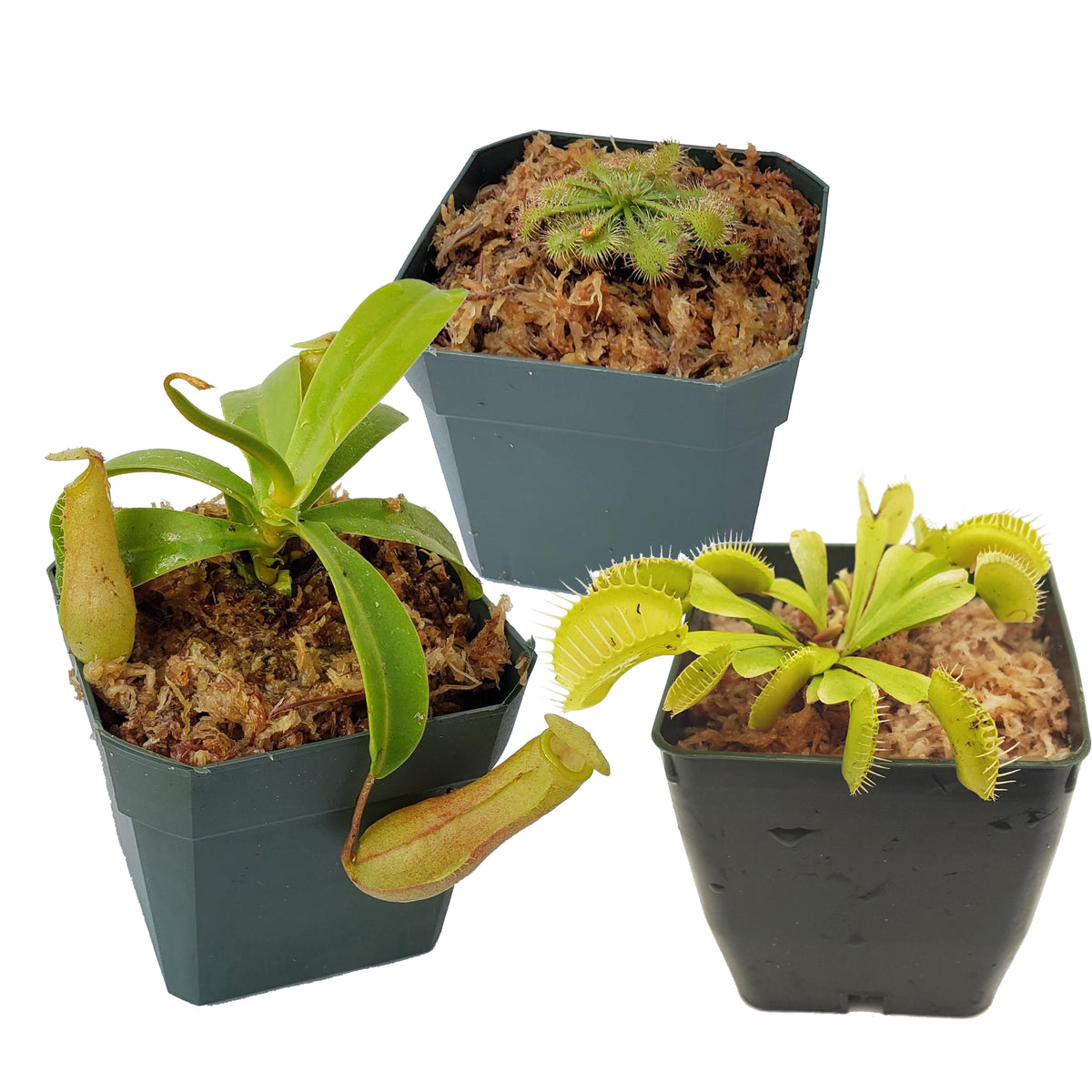 Back to Basics Collection | Live Carnivorous Plants