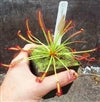 Indoor Carnivorous Plants for Beginners | Predatory Plants