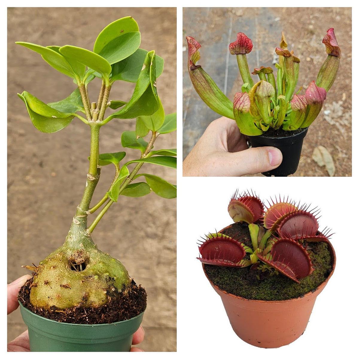 Rocket Collection | Live Exotic Plants