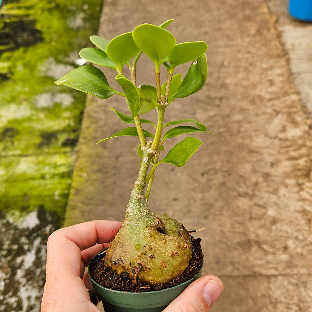 Ant Plant - Hydnophytum