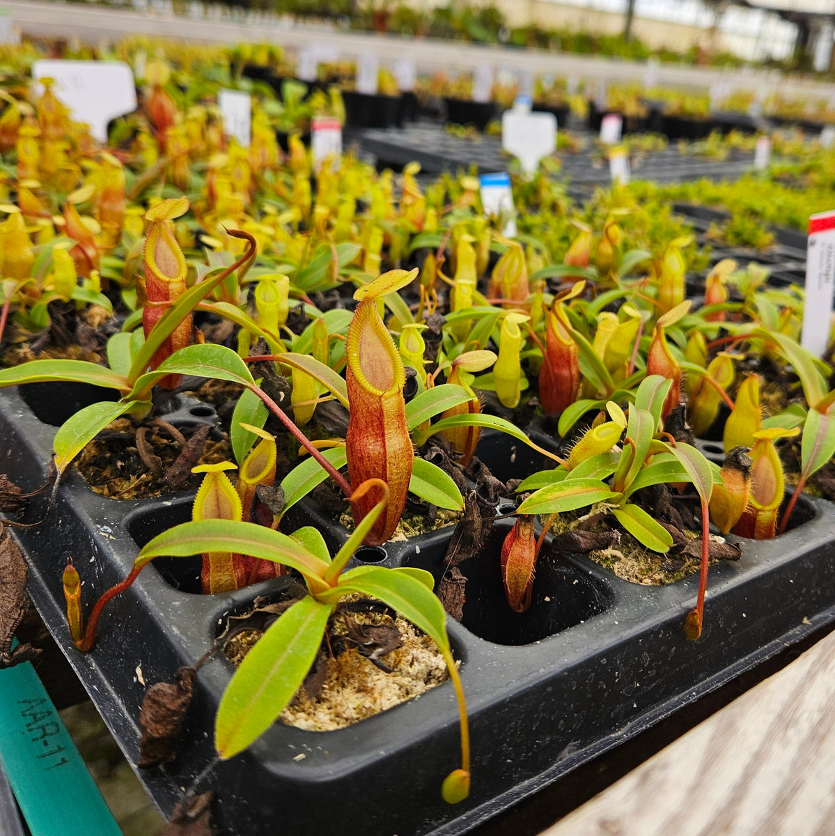 Nepenthes Daring Silence | Predatory Plants