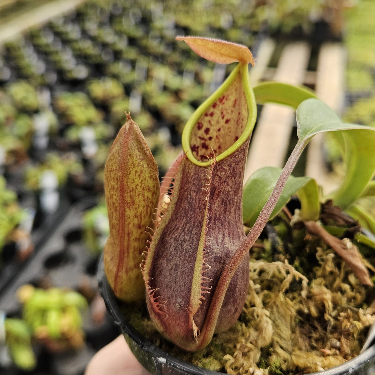 Nepenthes Stoic Twilight | Predatory Plants