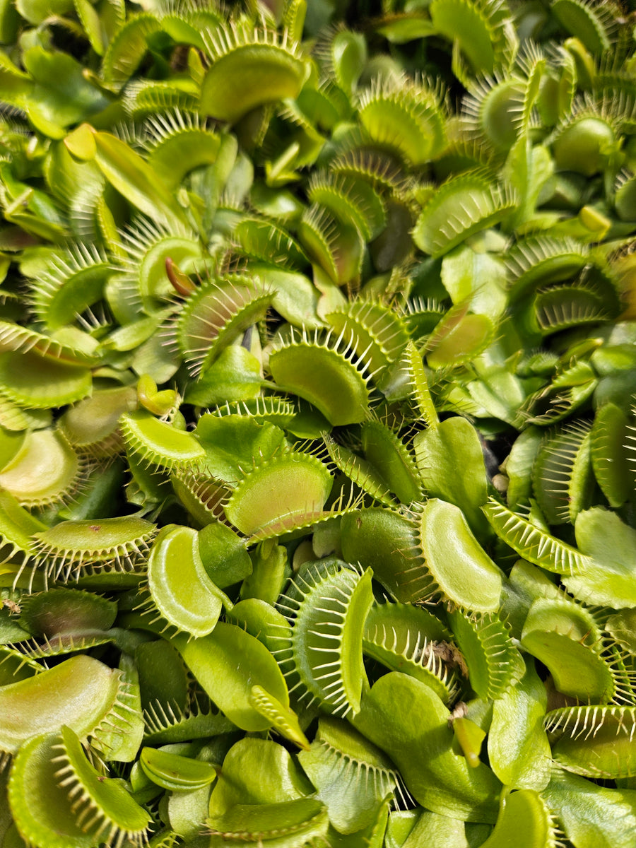 Flytrap Variety Bundle | Predatory Plants