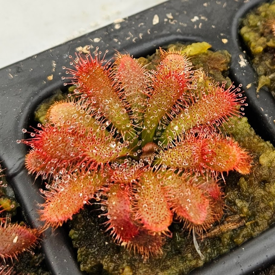 Drosera tomentosa | Rare South American sundew | Predatory Plants