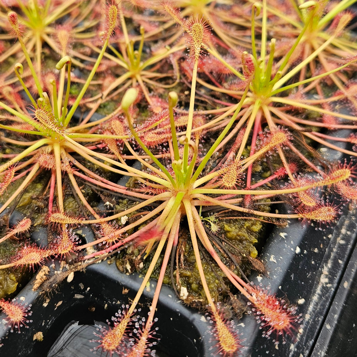 Drosera intermedia "Roraima" | Predatory Plants