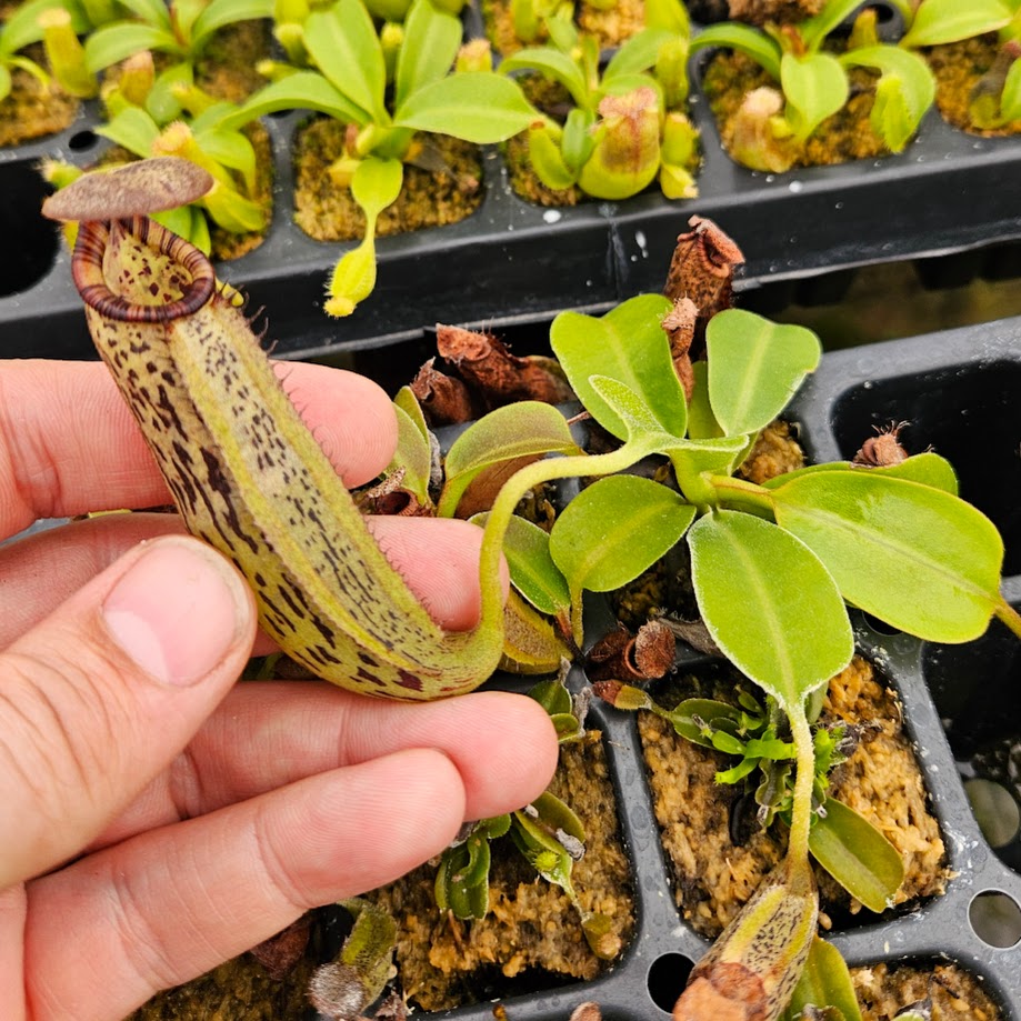 Nepenthes Regal Vision | Stunning Primary hybrid | Predatory Plants