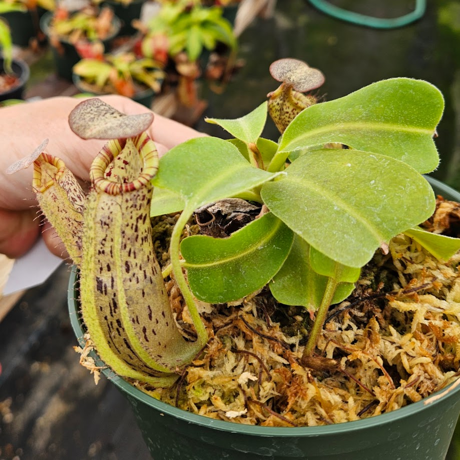 Nepenthes Regal Vision | Stunning Primary hybrid | Predatory Plants
