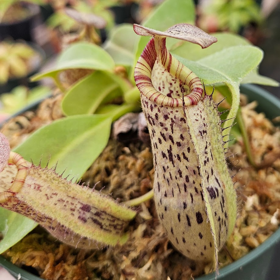 Nepenthes Regal Vision | Stunning Primary hybrid | Predatory Plants