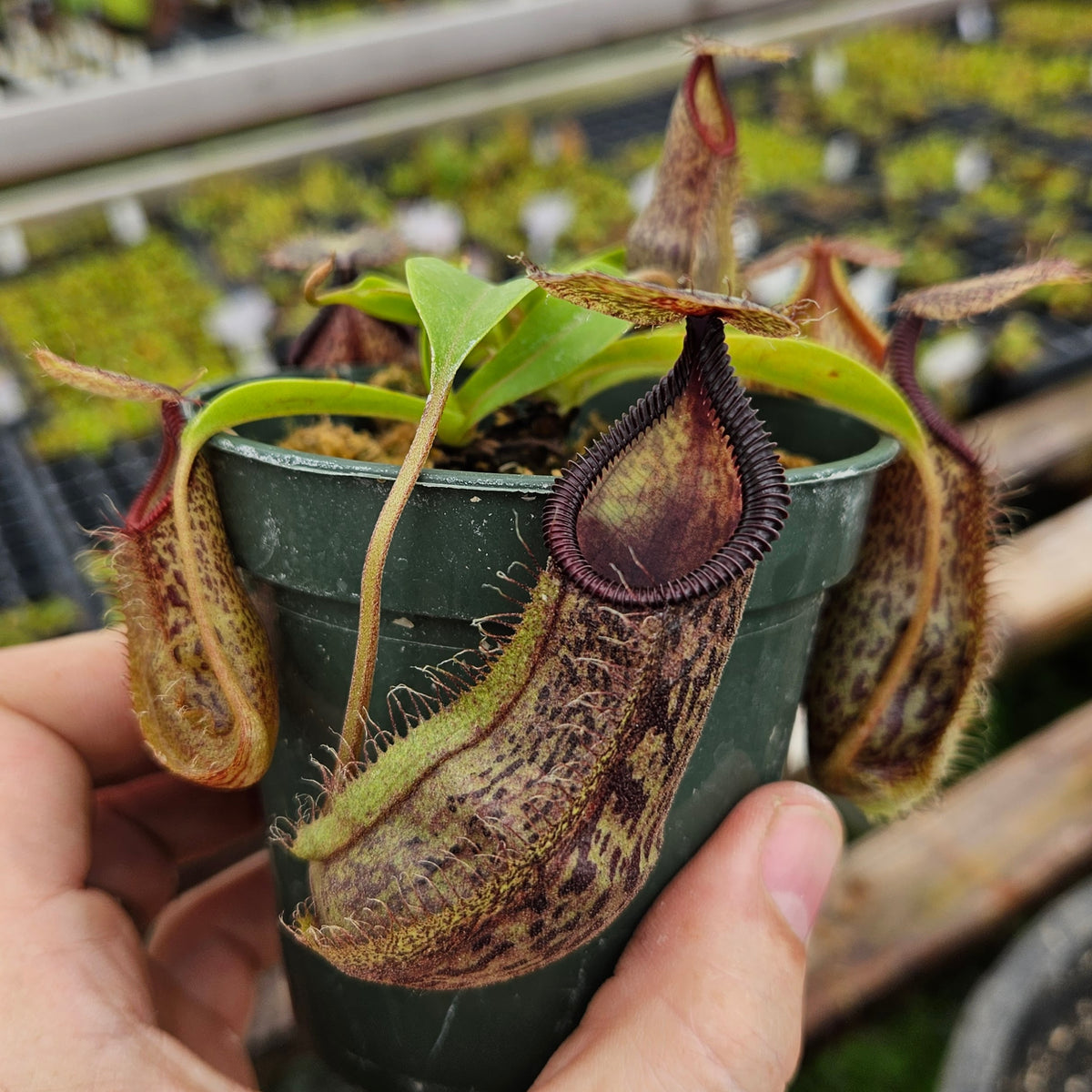 Nepenthes Stoic Hero | Predatory Plants