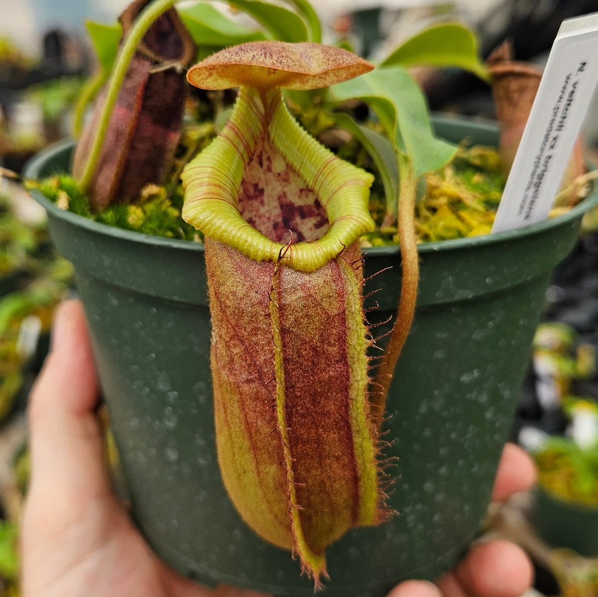 Nepenthes Valiant Battle | Predatory Plants