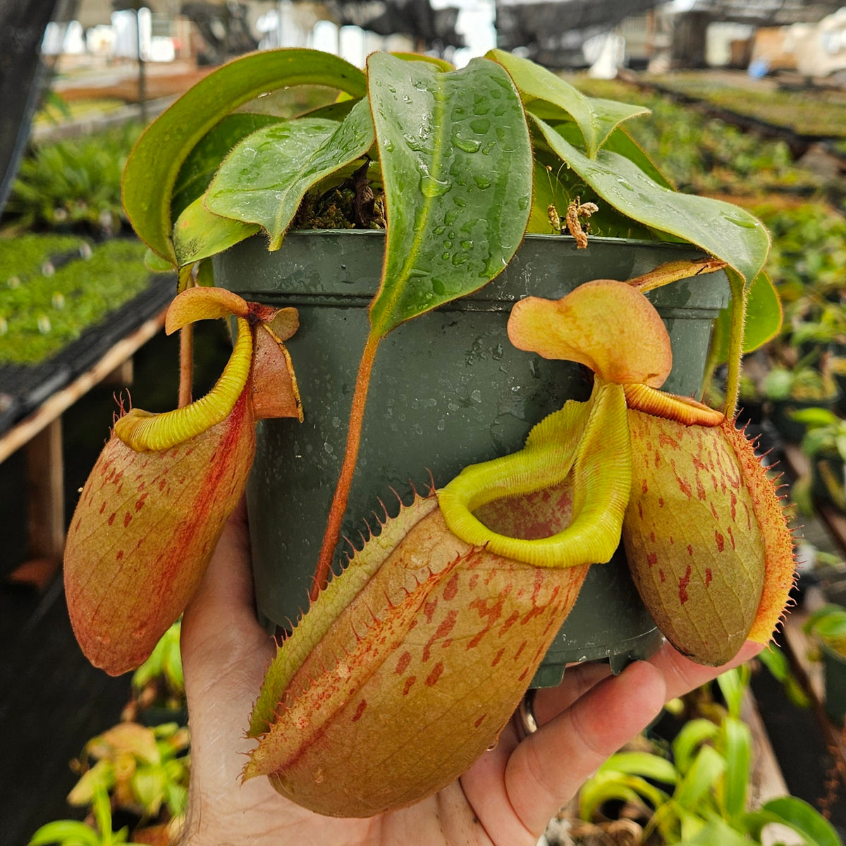 Nepenthes Valiant Mirror | Predatory Plants