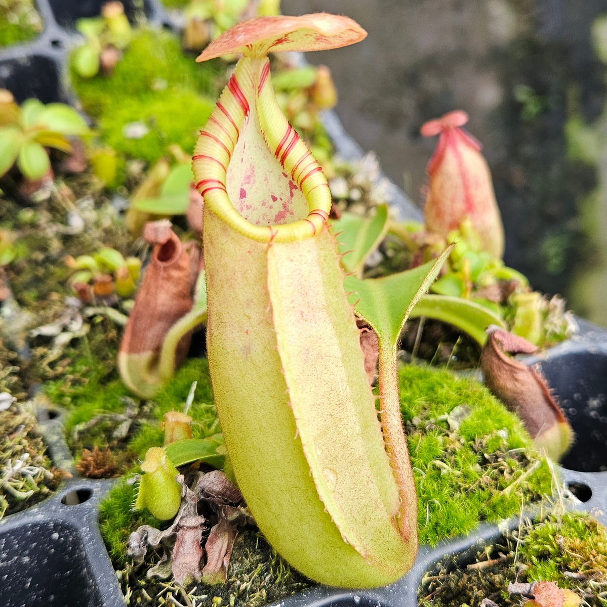 Nepenthes Regal Vortex | Predatory Plants