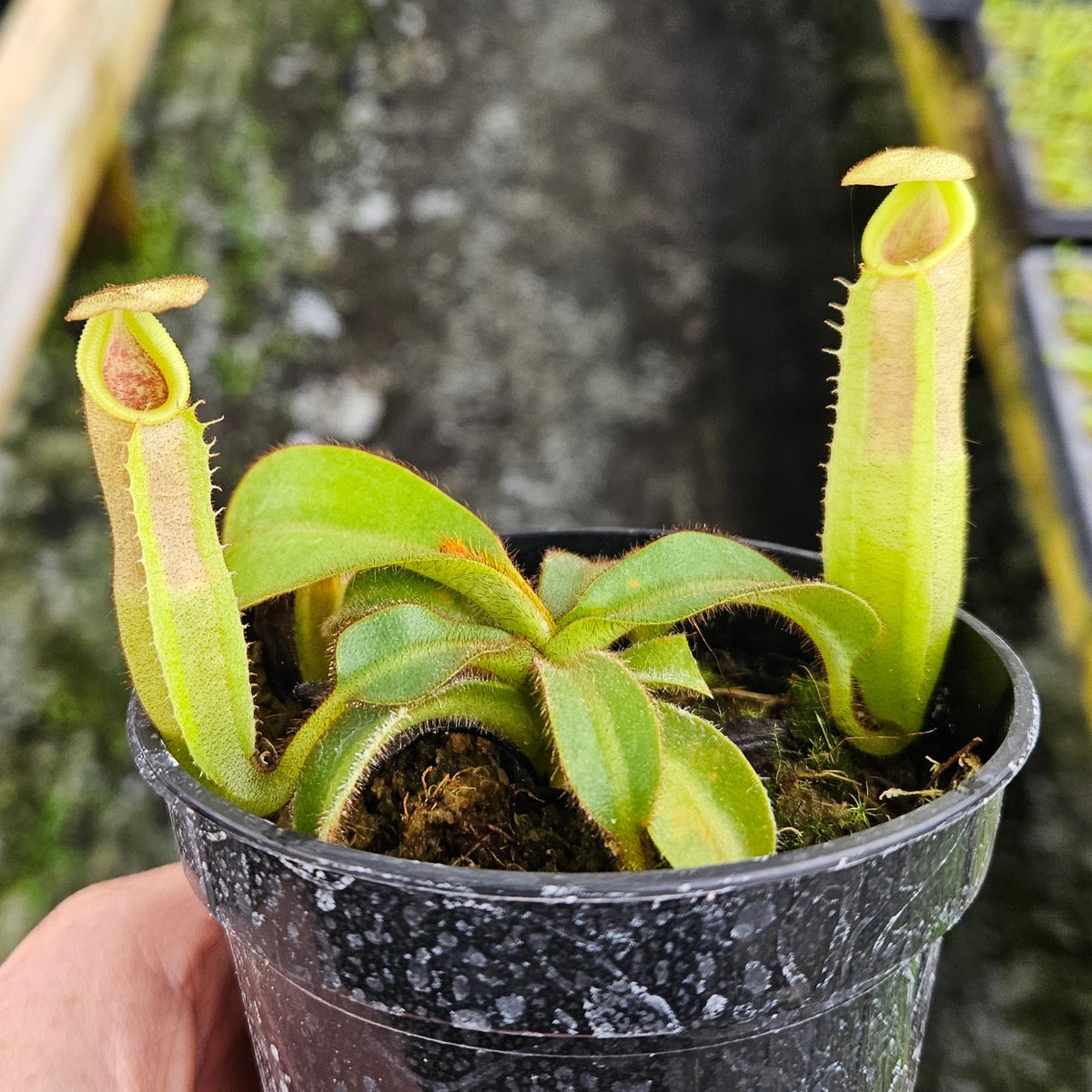 Nepenthes Valiant Champion | Vigorous Hybrid | Predatory Plants