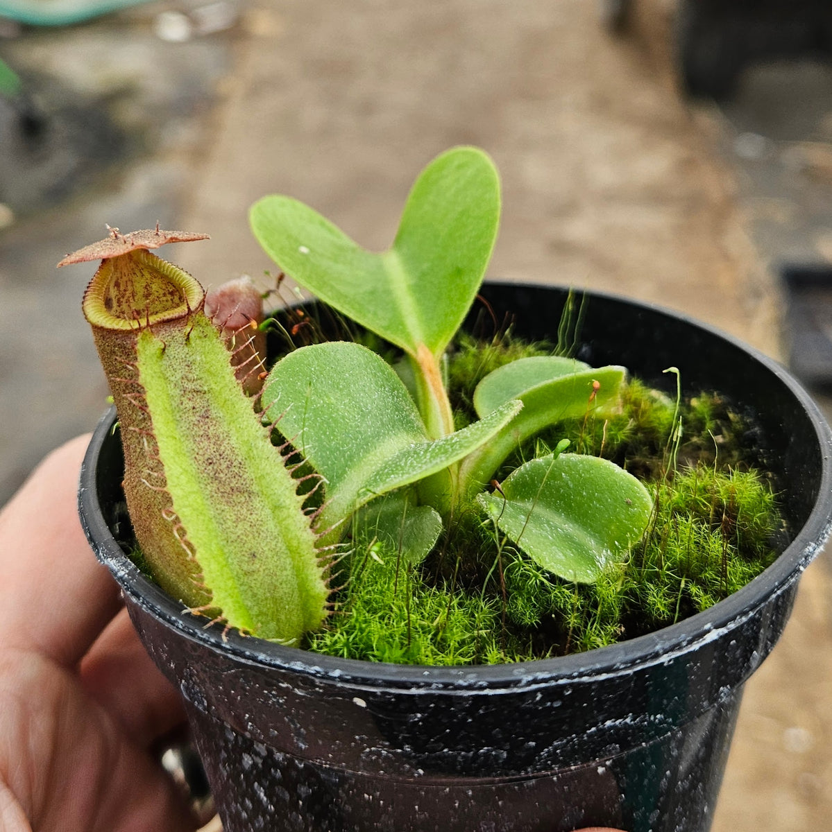 Nepenthes Regal Tower | Massive Hybrid | Predatory Plants