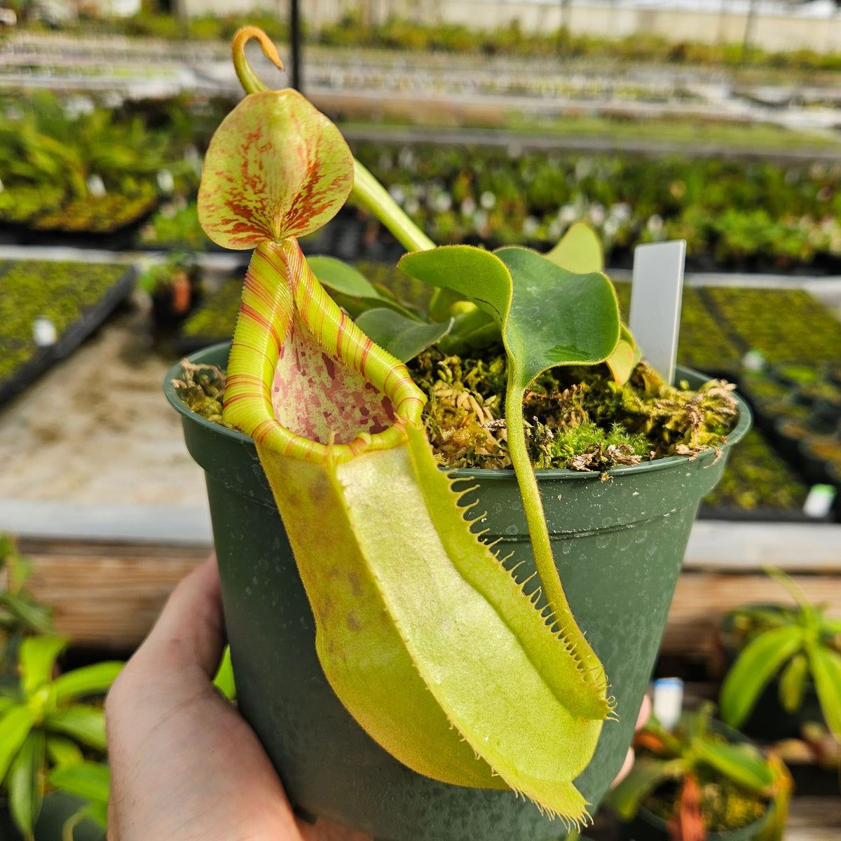 Nepenthes Stoic Vortex | Predatory Plants