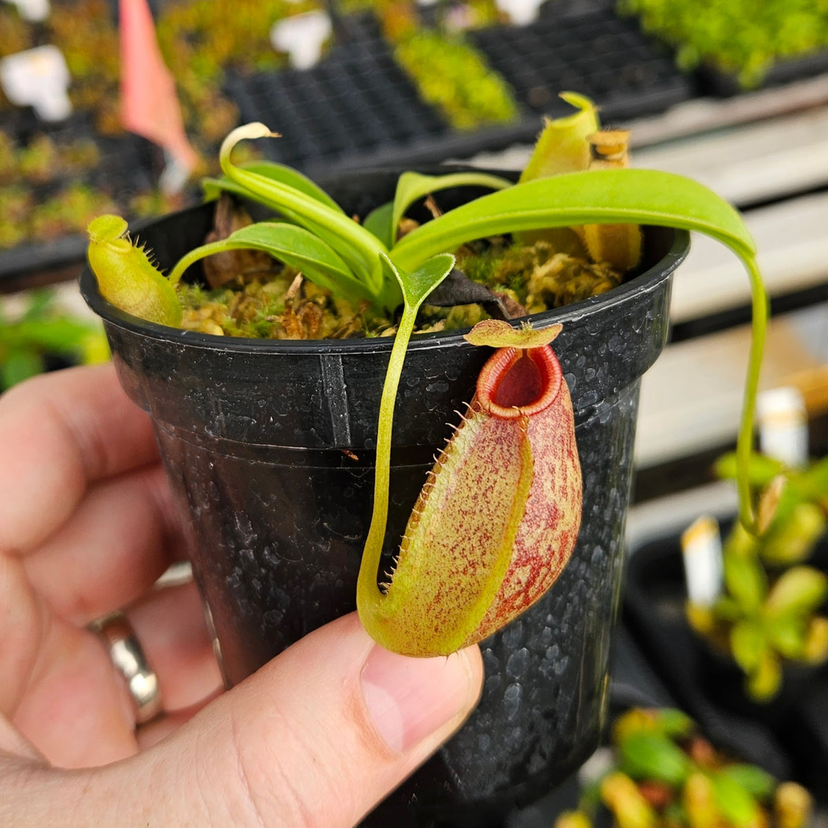 Nepenthes Stoic Angel | Predatory Plants
