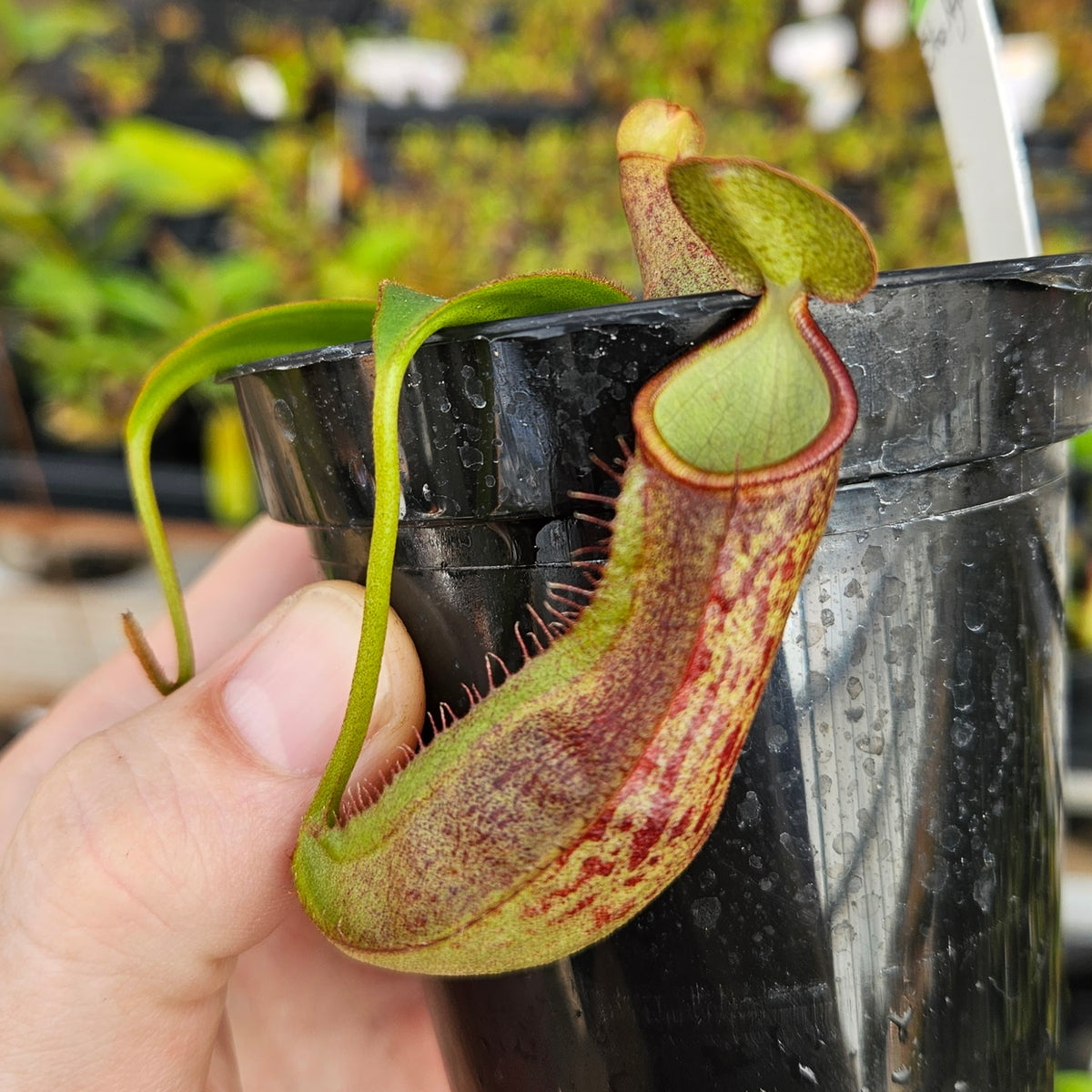 Nepenthes Stoic Agent | Predatory Plants