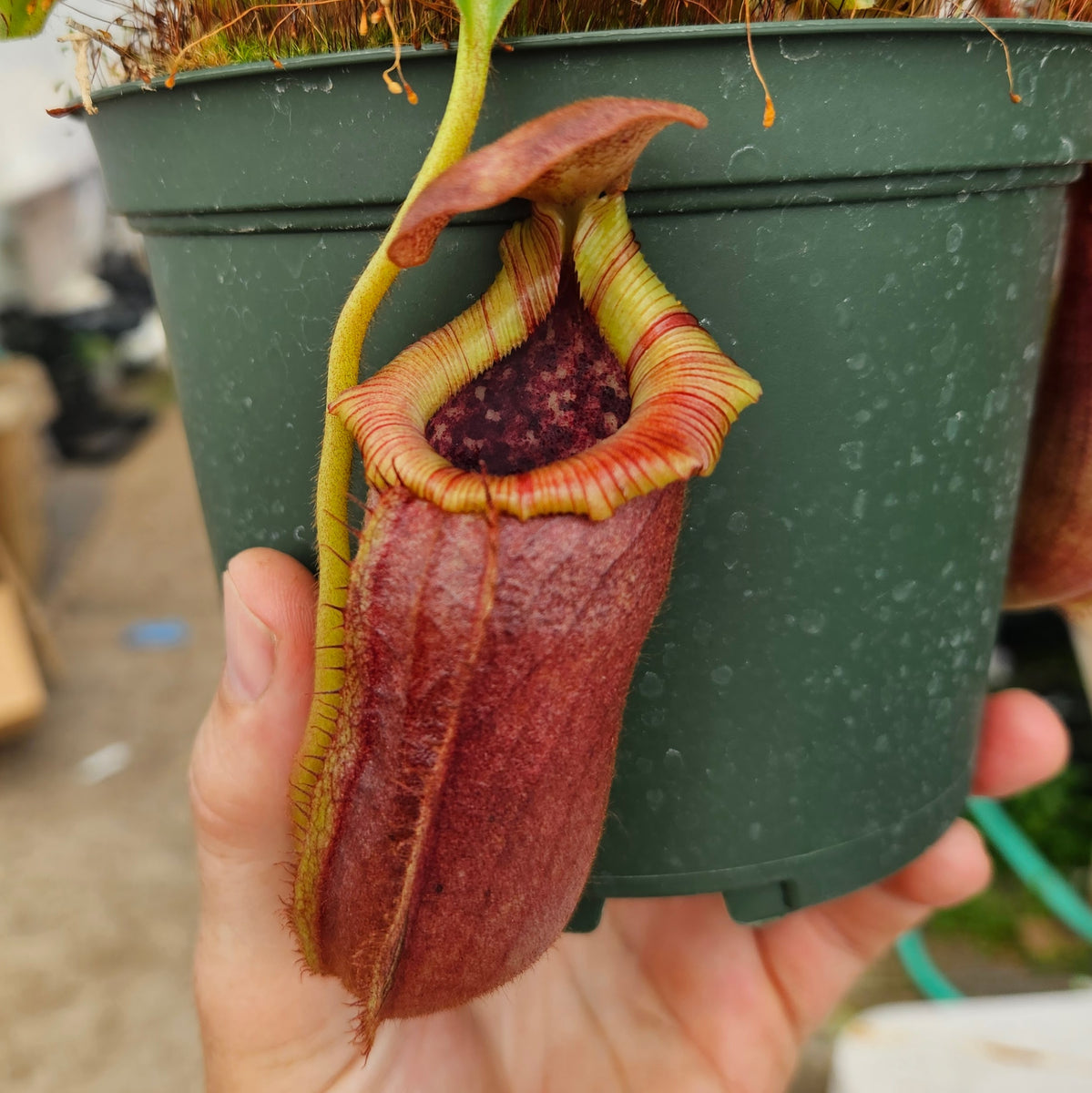 Nepenthes Valiant Battle | Predatory Plants