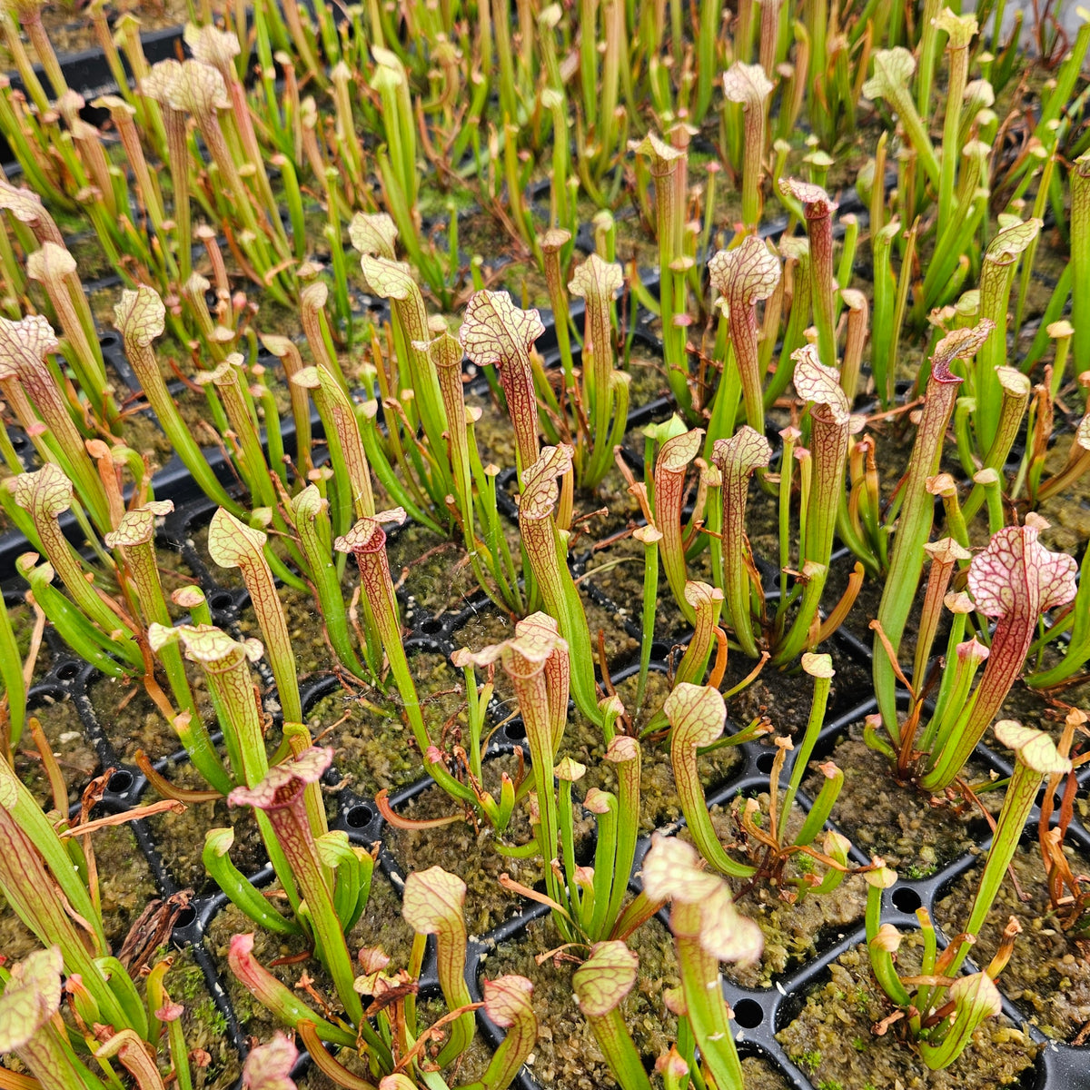 Sarracenia 'Judith Hindle' | Judith Hindle Pitcher Plant