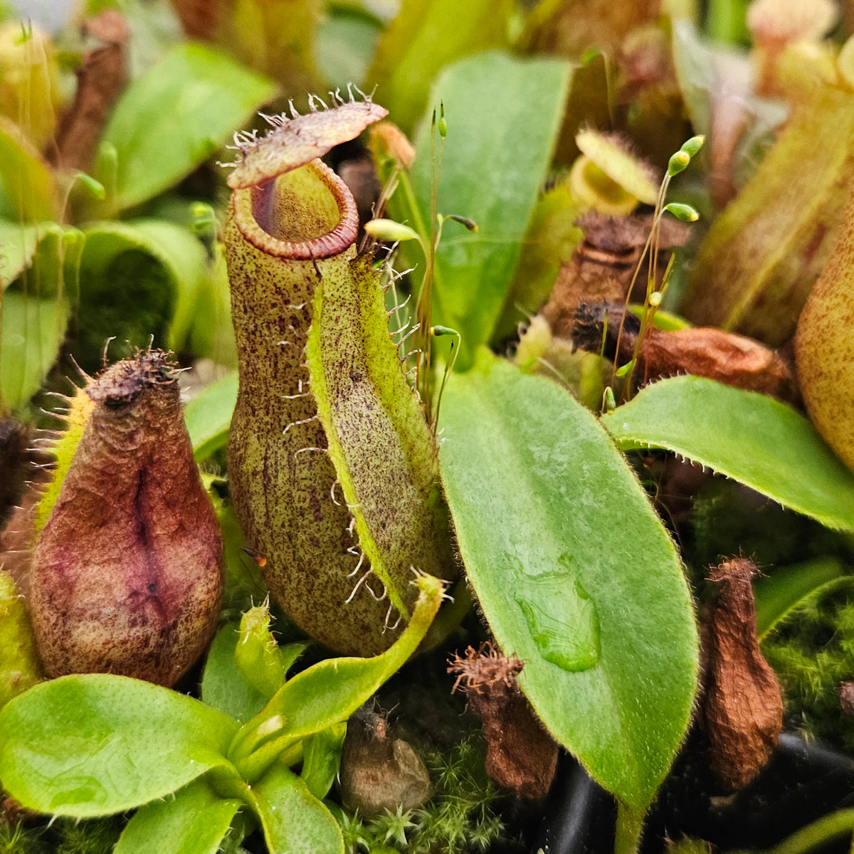 Nepenthes Radiant Trust | Predatory Plants