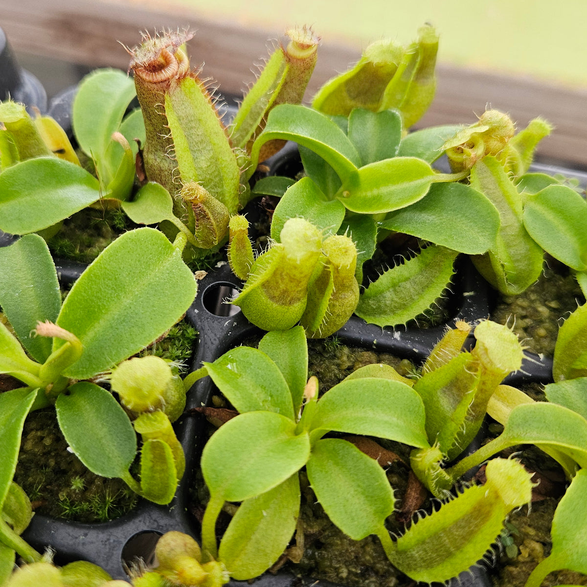Nepenthes Stoic Rampage | Predatory Plants