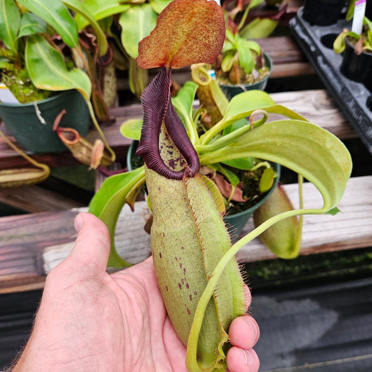 Nepenthes Stoic Rampage | Predatory Plants