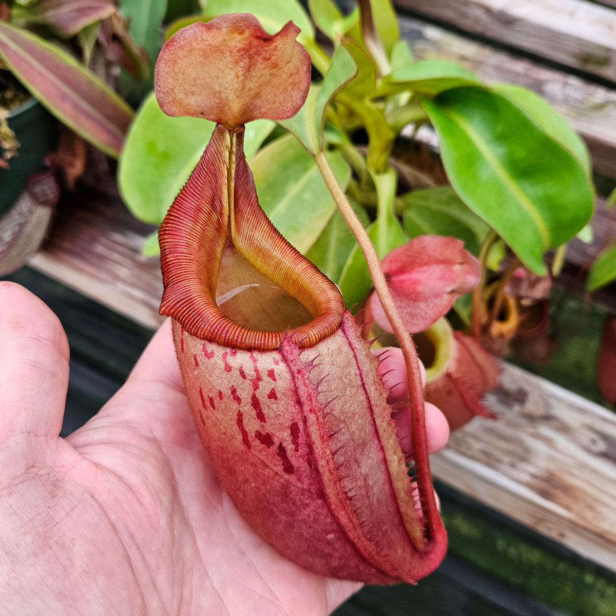 Nepenthes Valiant Mirror | Predatory Plants