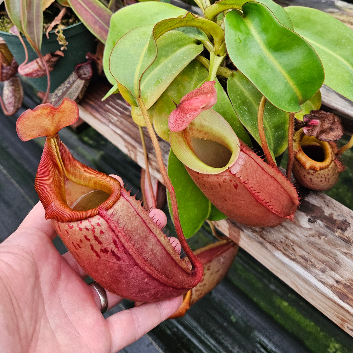 Nepenthes Valiant Mirror | Predatory Plants