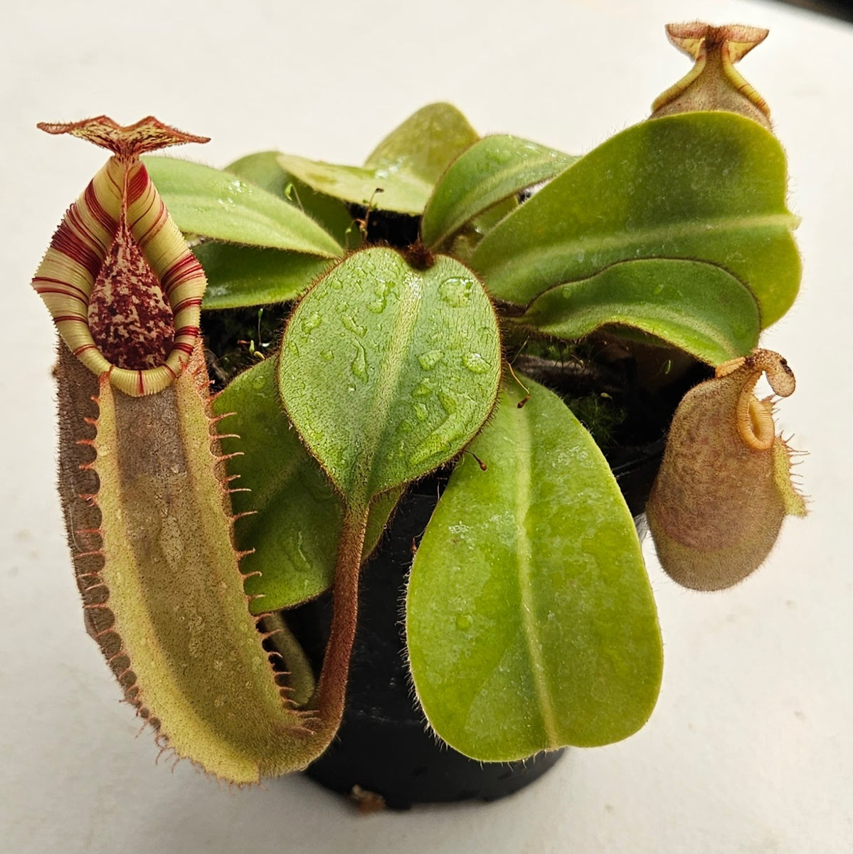 Nepenthes veitchii Valiant Vortex | Guaranteed Stripes | Specimen