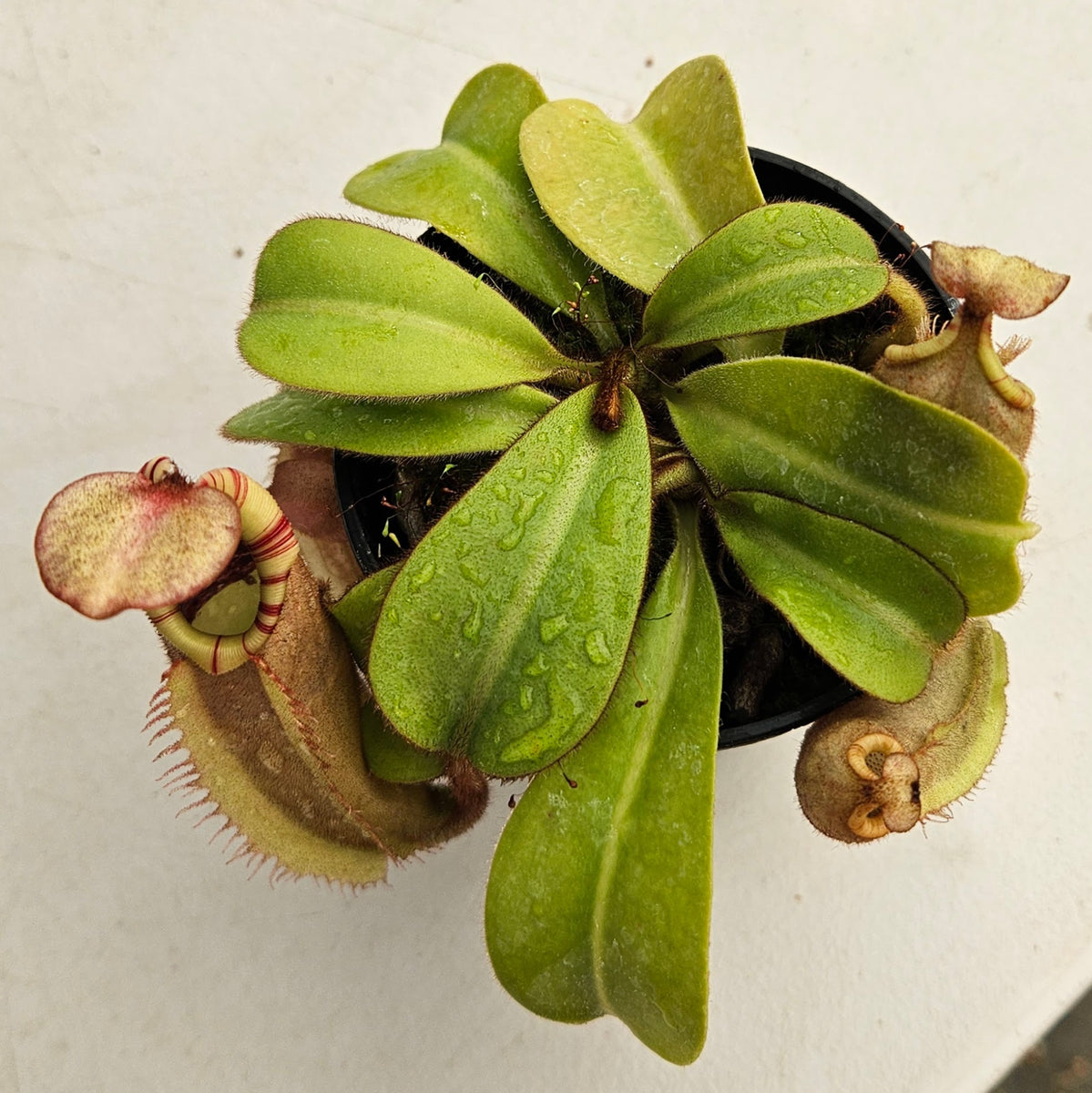 Nepenthes veitchii Valiant Vortex | Guaranteed Stripes | Specimen