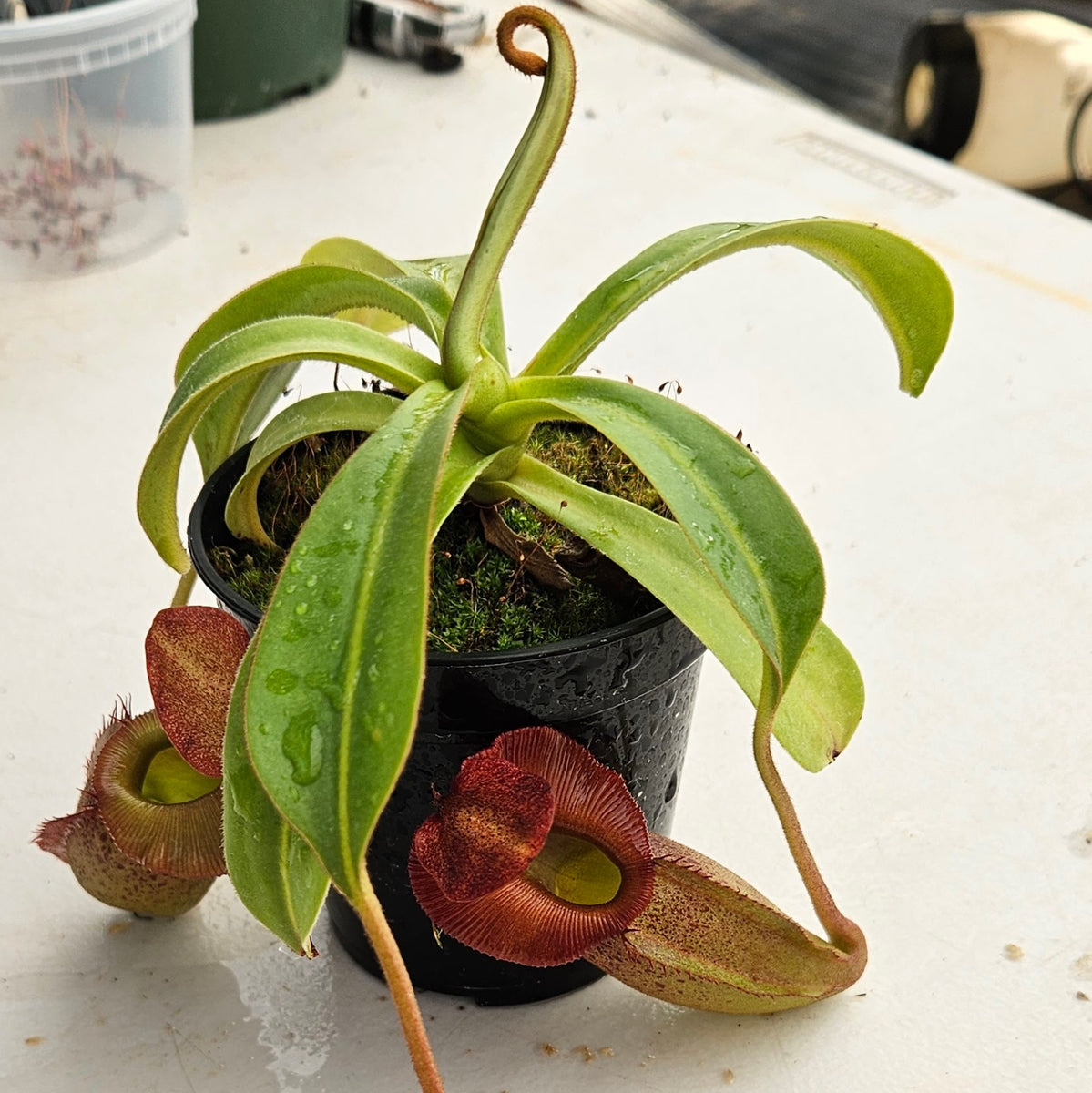 Nepenthes Valiant Spirit | flared peristome | Specimen