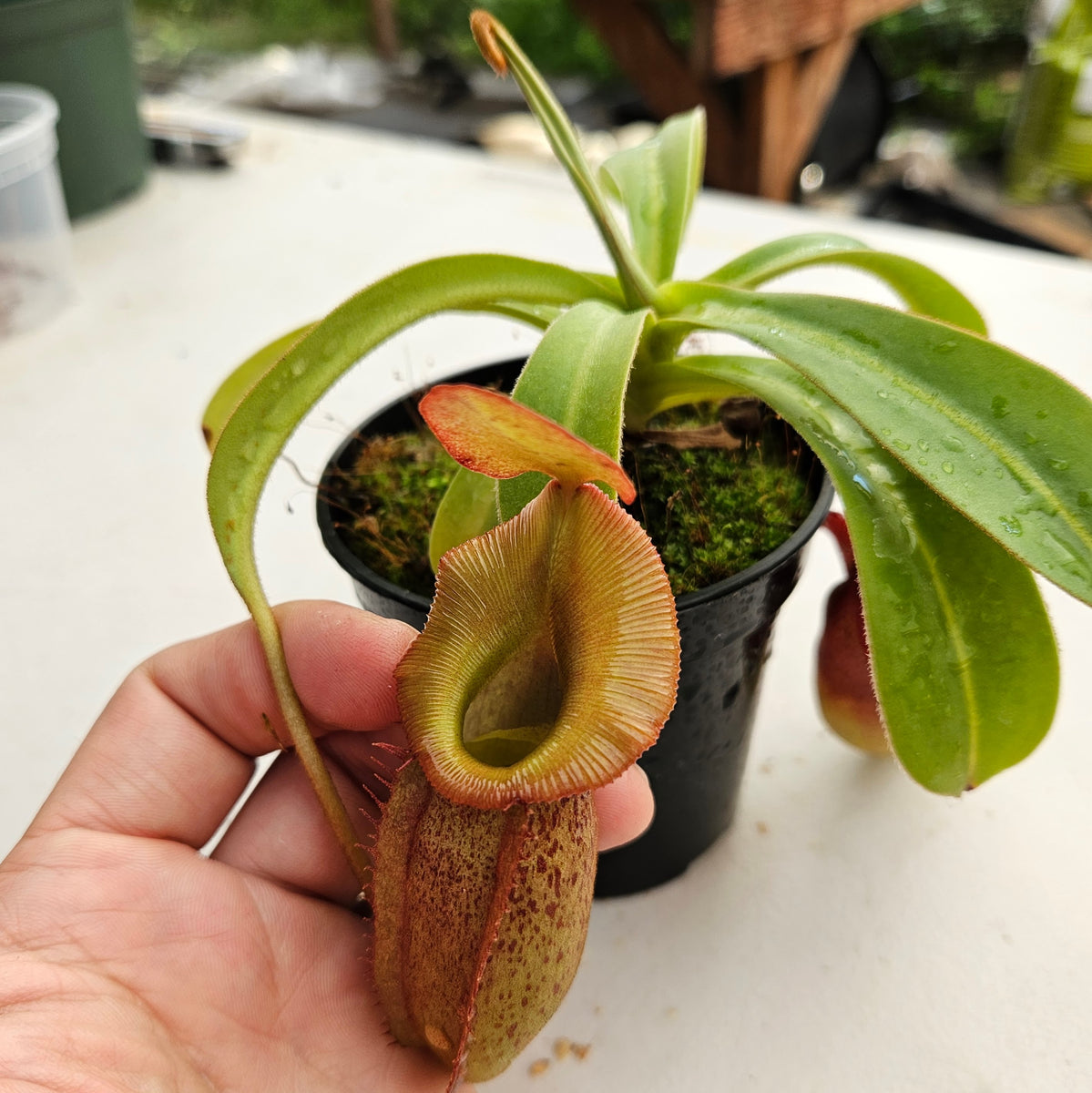 Nepenthes Valiant Spirit | flared peristome | Specimen