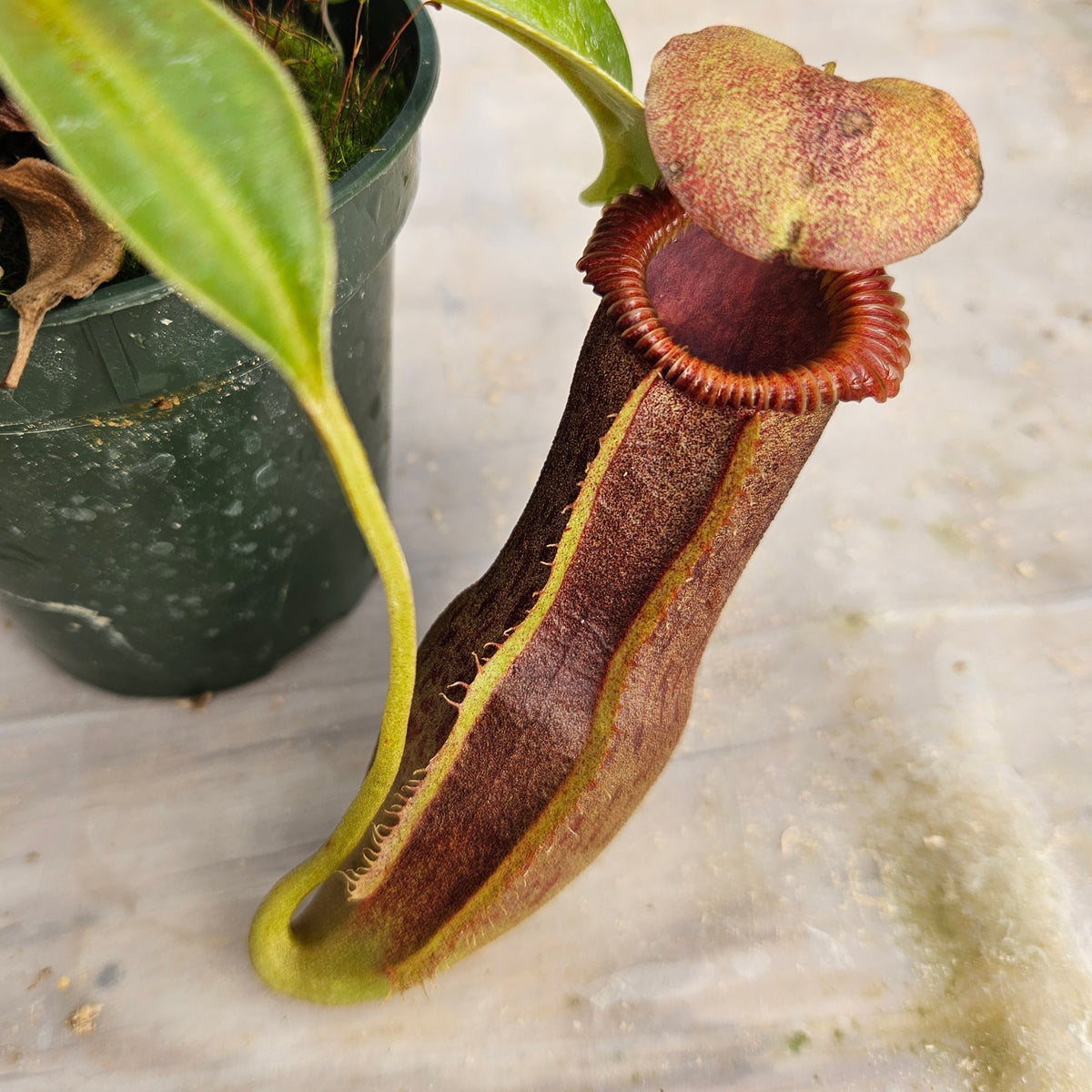 Nepenthes Stoic Emperor | N. spathulata x edwardsiana | Predatory Plants