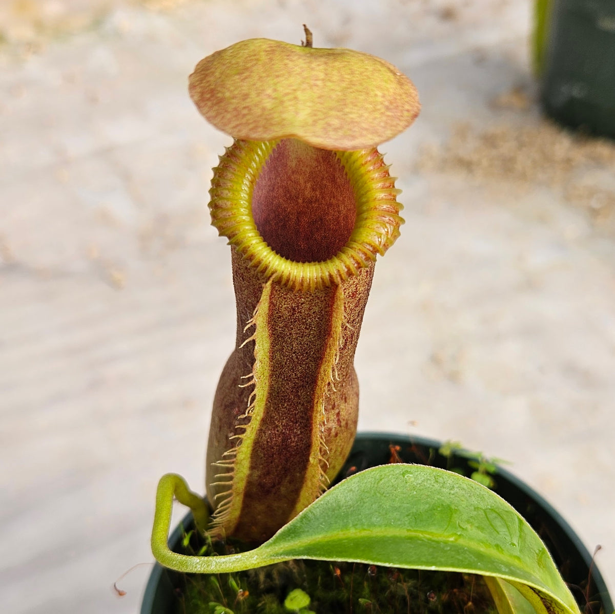 Nepenthes Stoic Emperor | N. spathulata x edwardsiana | Predatory Plants