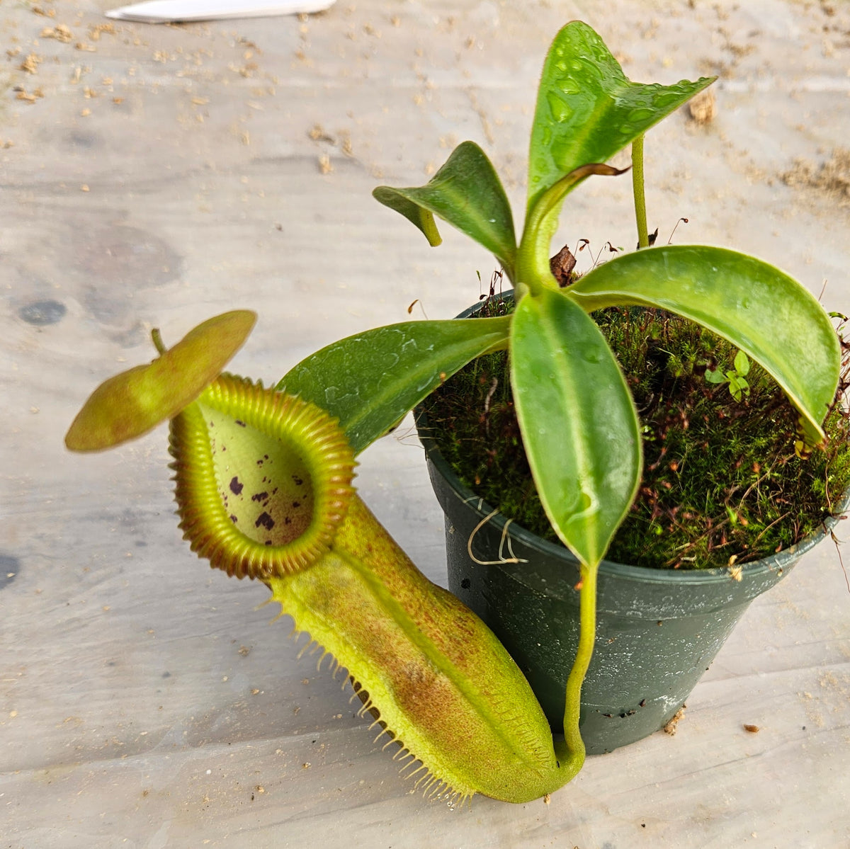 Nepenthes Stoic Emperor | N. spathulata x edwardsiana | Predatory Plants