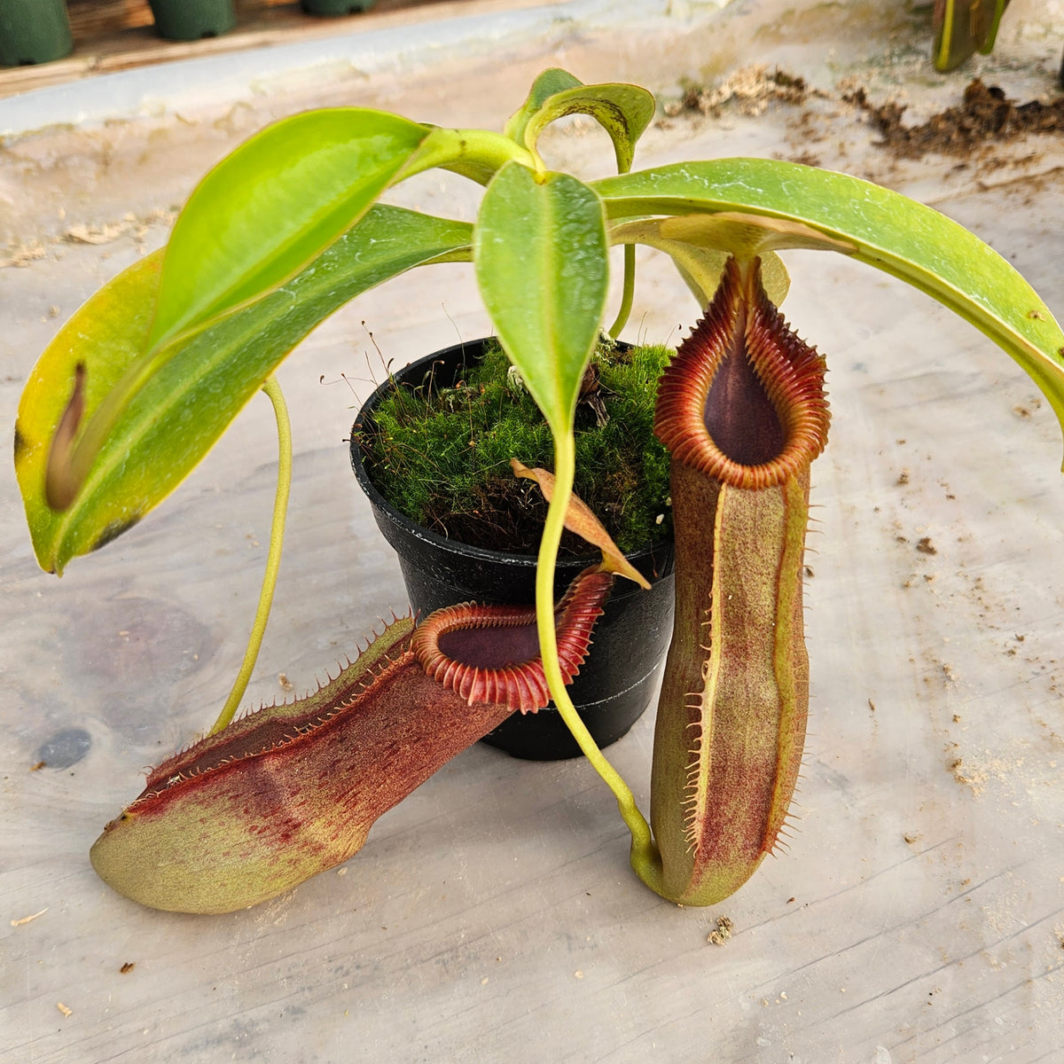 Nepenthes Stoic Emperor | N. spathulata x edwardsiana | Predatory Plants