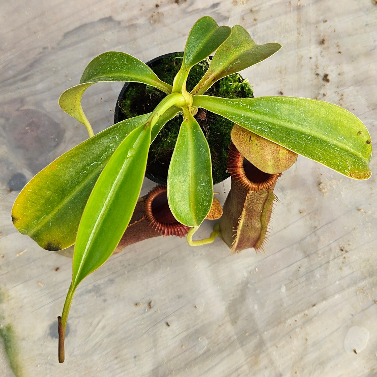 Nepenthes Stoic Emperor | N. spathulata x edwardsiana | Predatory Plants