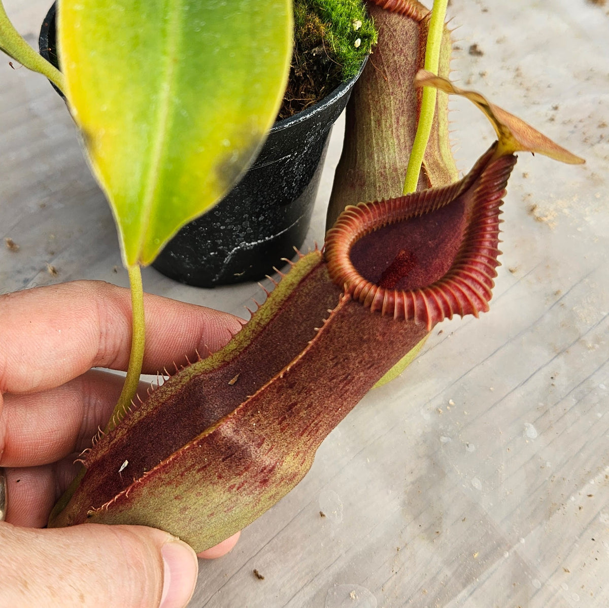 Nepenthes Stoic Emperor | N. spathulata x edwardsiana | Predatory Plants