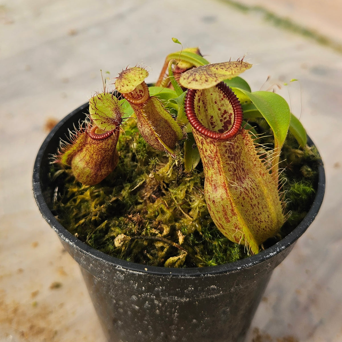 Nepenthes Stoic Hero Specimen - N. spathulata x hamata
