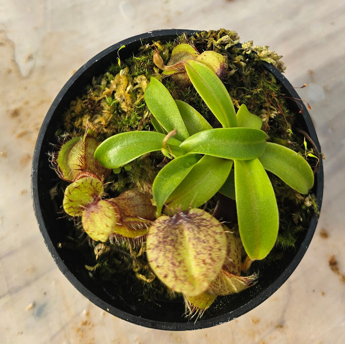 Nepenthes Stoic Hero Specimen - N. spathulata x hamata