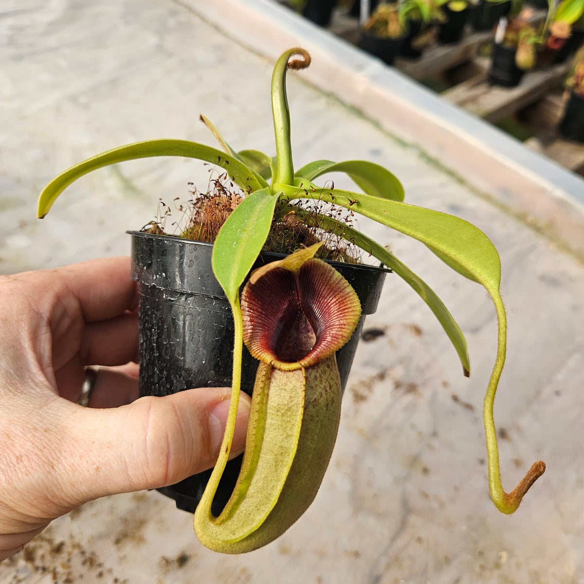 Nepenthes Valiant Spirit | flared peristome | Specimen