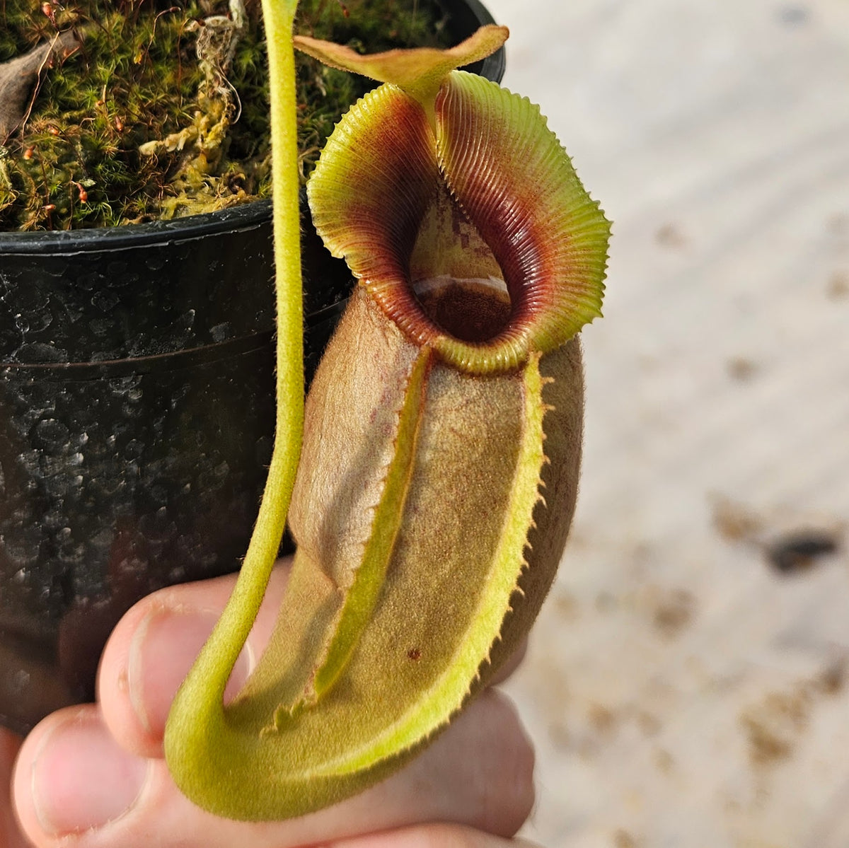 Nepenthes Valiant Spirit | flared peristome | Specimen