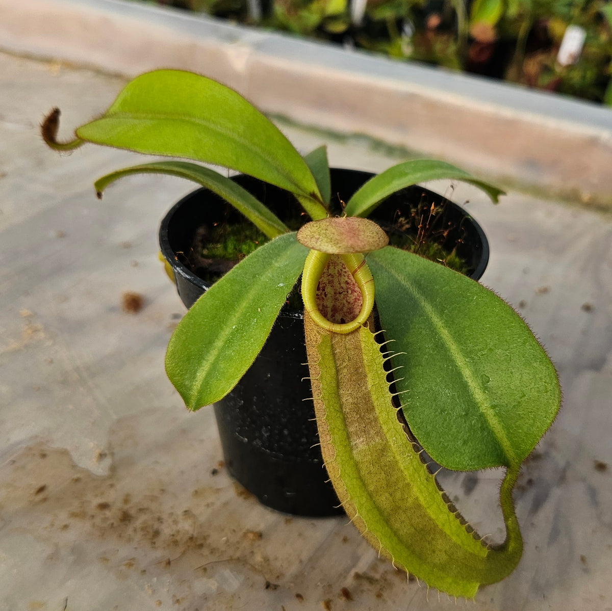 Nepenthes veitchii Valiant Voyage | Guaranteed Stripes | Specimen