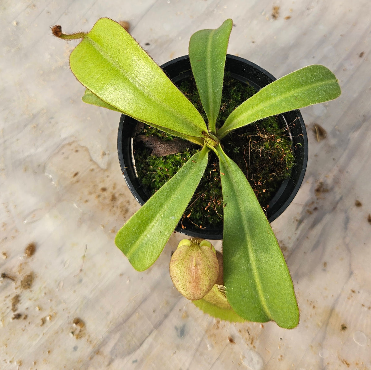 Nepenthes veitchii Valiant Voyage | Guaranteed Stripes | Specimen