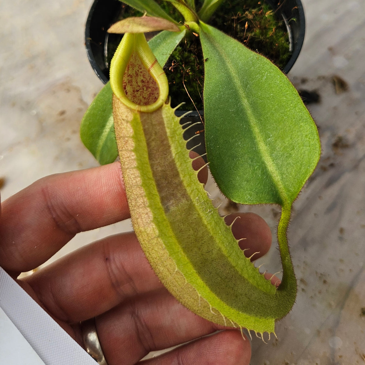 Nepenthes veitchii Valiant Voyage | Guaranteed Stripes | Specimen