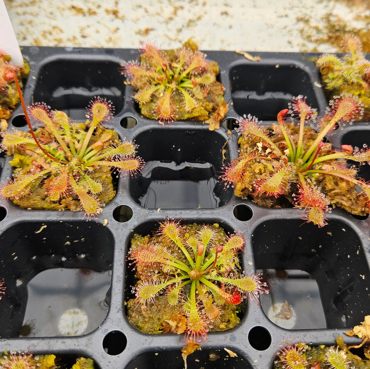 Drosera oblanceolata | Rare Chinese sundew | Predatory Plants