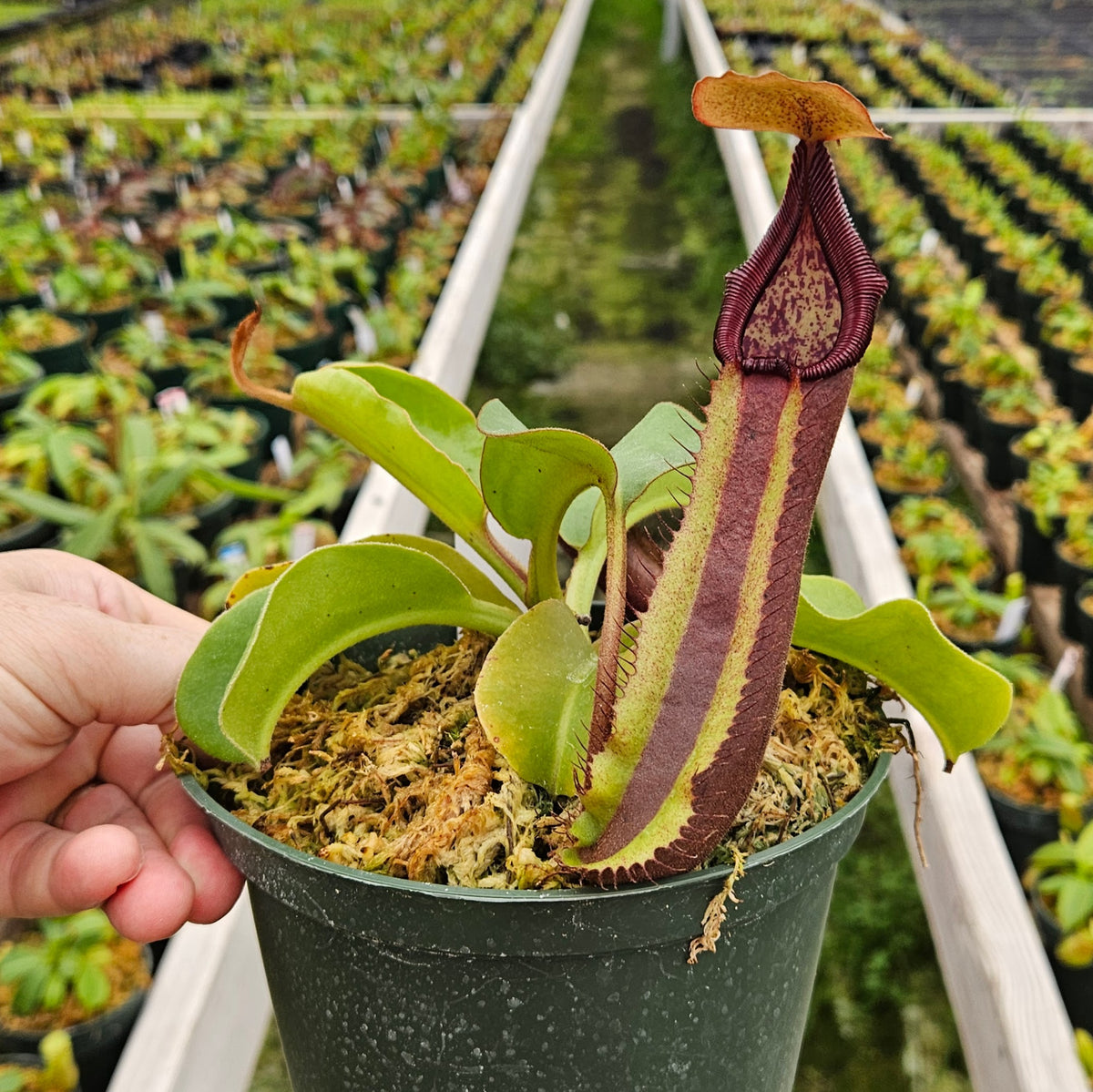 Nepenthes Dangerous Trek | Predatory Plants