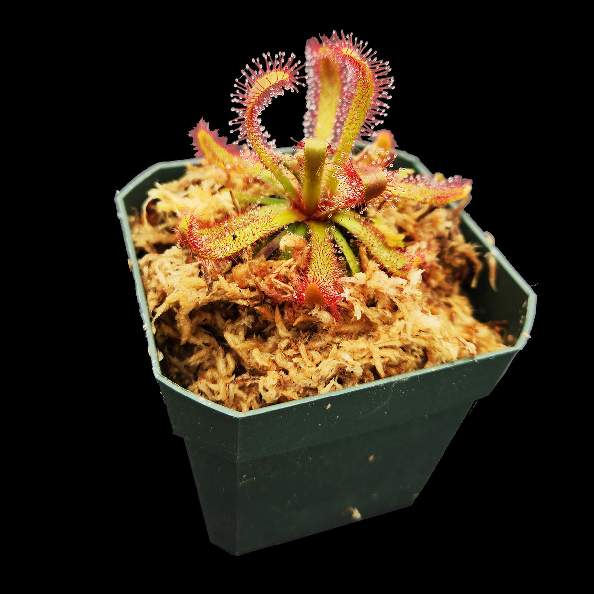 Drosera latifolia | Rare South American sundew | Predatory Plants
