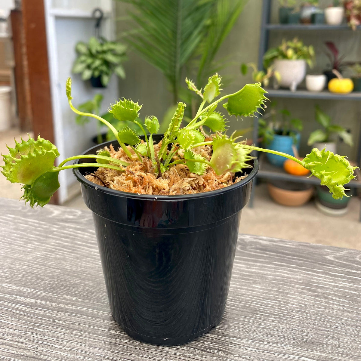 Chinese Dumpling Venus Fly Trap For Sale | Buy Venus Flytrap | Dionaea