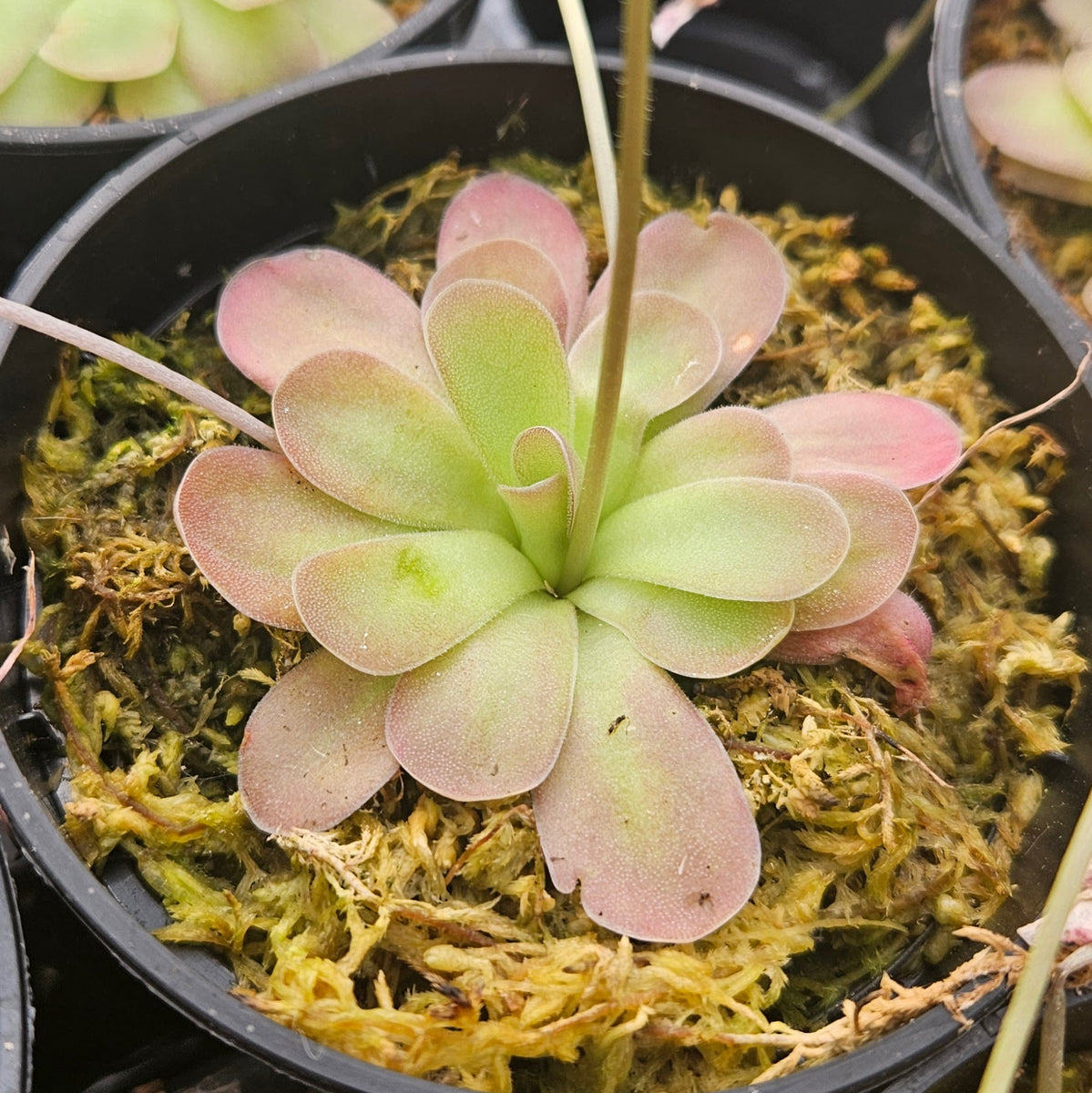 Pinguicula 'Johanna' | Carnivorous Butterwort Plant for Sale